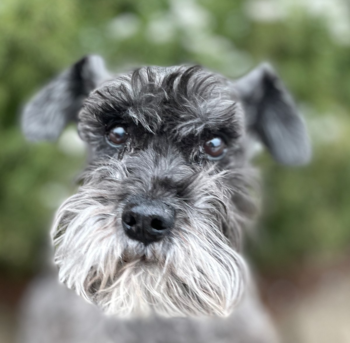 Who Was Sir Godfrey Graybeard? | Owning My Nothingness